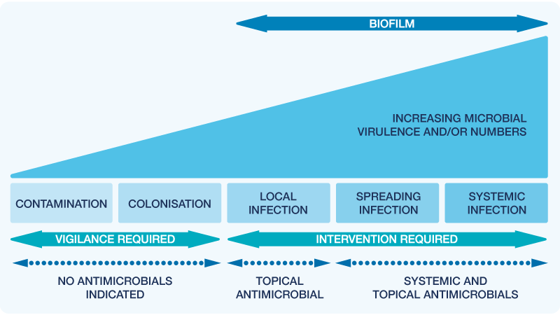 Wound Infection - The Stages of Infection - ActivHeal - Education